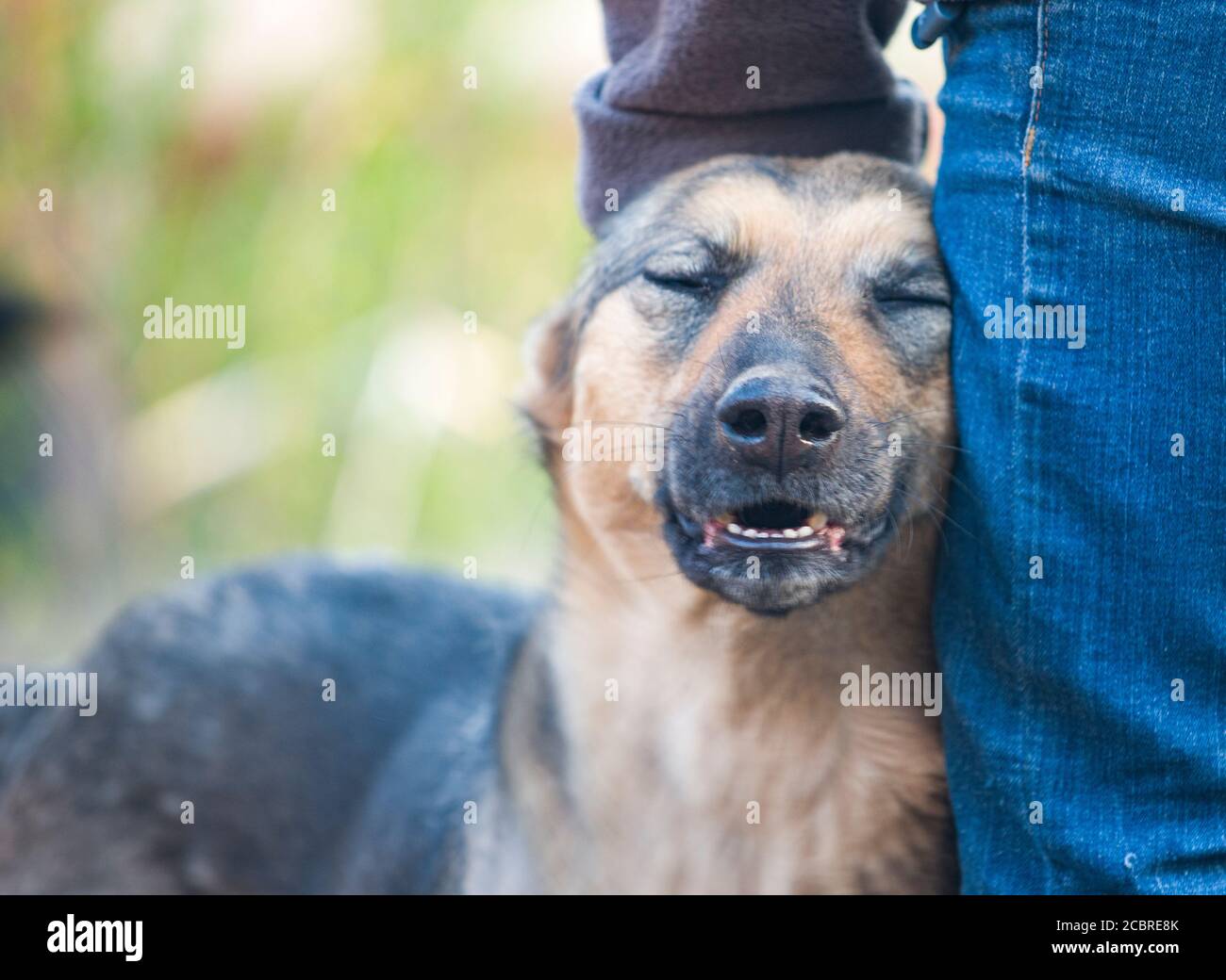 A dog, trusting to human`s care Stock Photo - Alamy