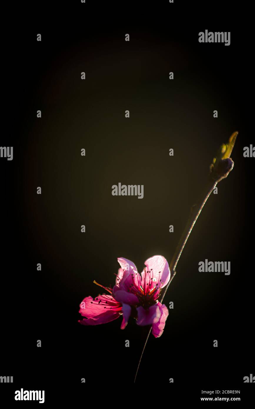 A flower of peach tree, at night Stock Photo - Alamy