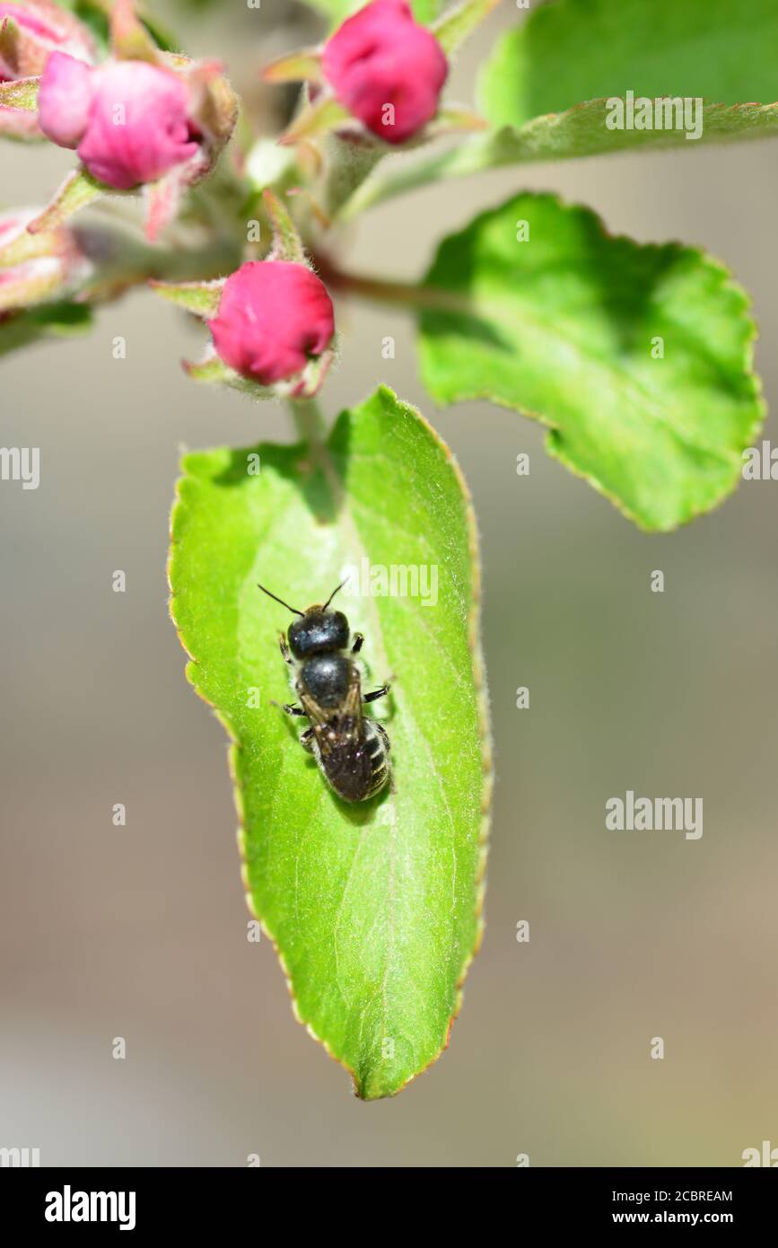 Bee pollinating an apple tree flower hi-res stock photography and ...