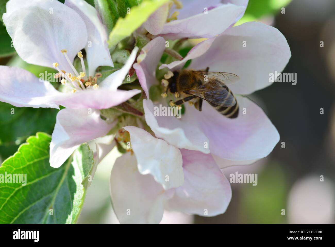 A honey-bee, pollinating the apple flowers Stock Photo - Alamy