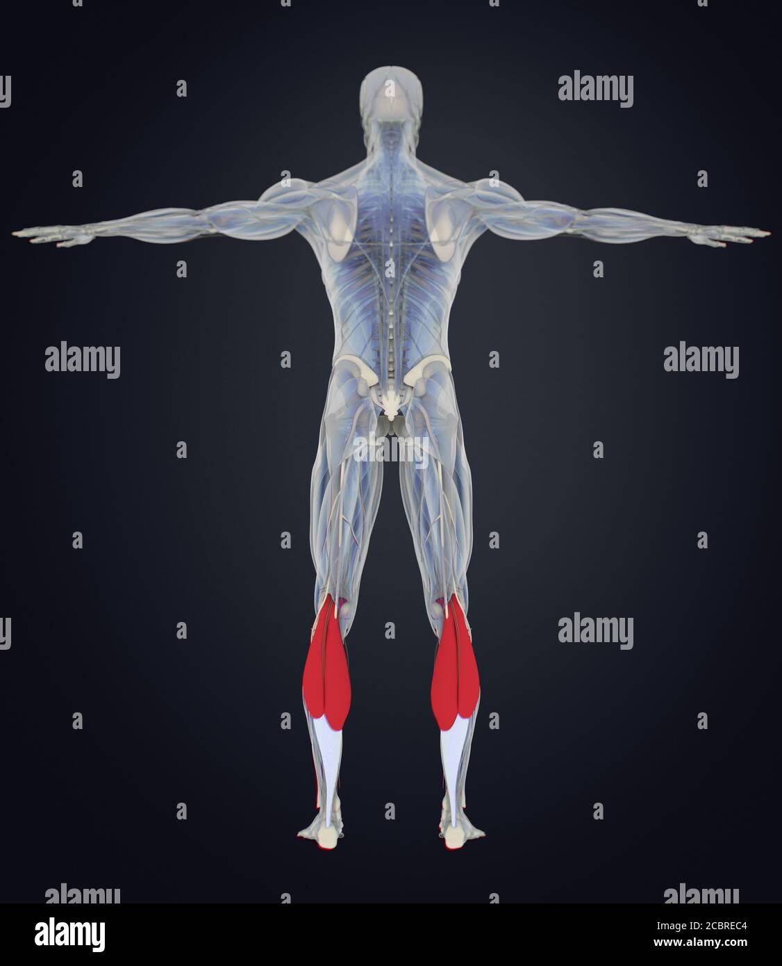 Anatomy illustration of Calf muscles, human anatomy, gastrocnemius. 3d ...