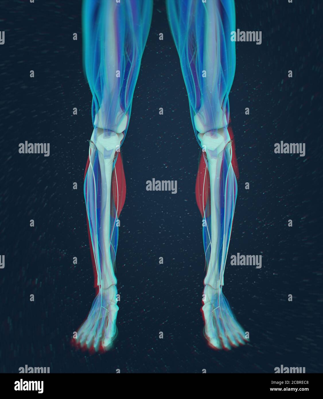 Anatomy illustration of Calf muscles, human anatomy, gastrocnemius. 3d ...