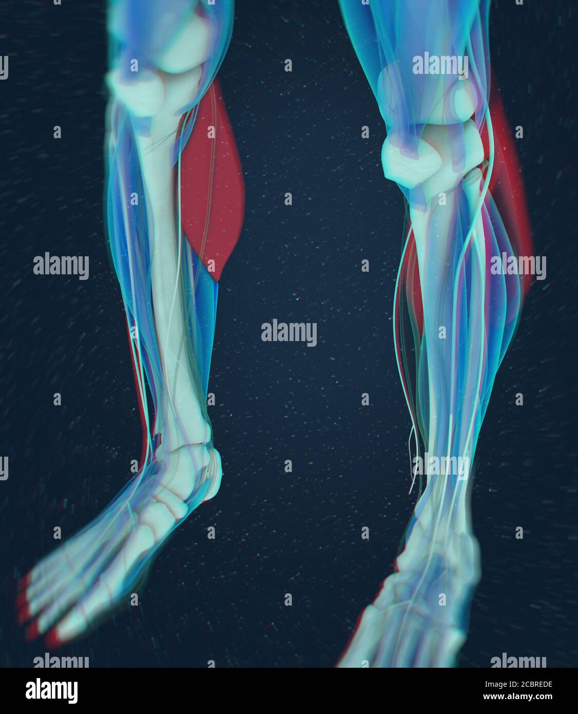 Anatomy illustration of Calf muscles, human anatomy, gastrocnemius. 3d ...
