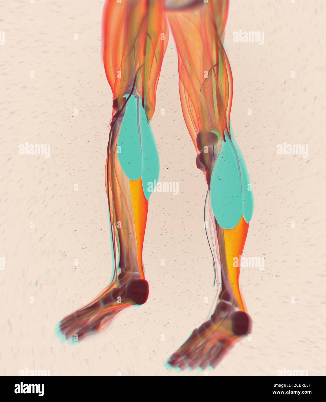 Anatomy illustration of Calf muscles, human anatomy, gastrocnemius. 3d ...