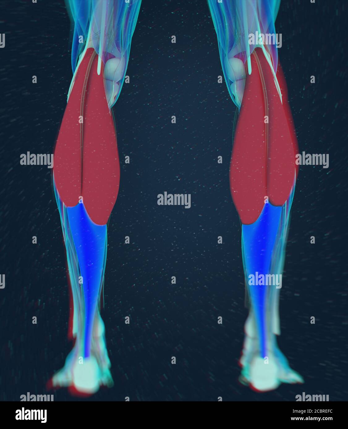 Anatomy illustration of Calf muscles, human anatomy, gastrocnemius. 3d ...