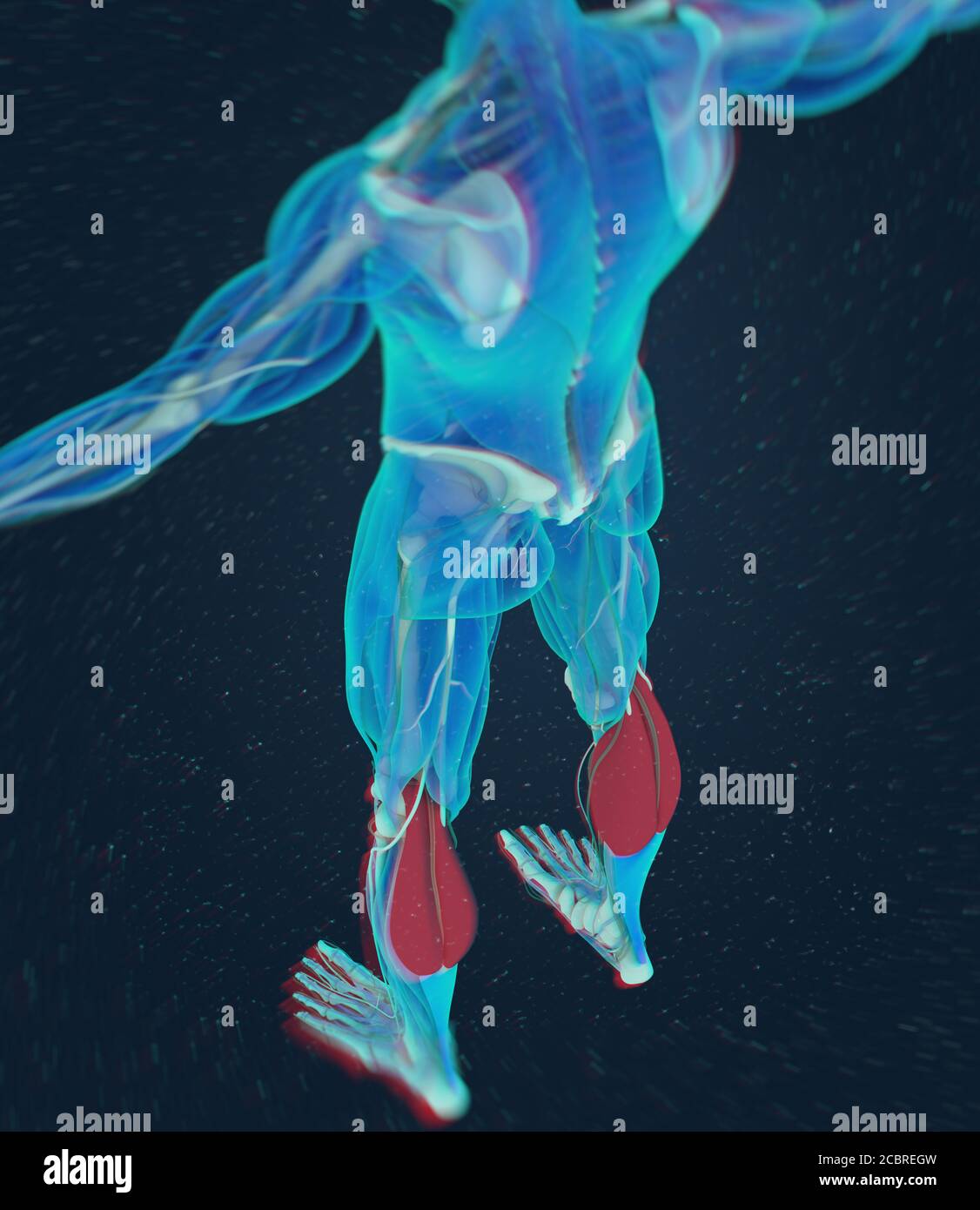 Anatomy illustration of Calf muscles, human anatomy, gastrocnemius. 3d ...