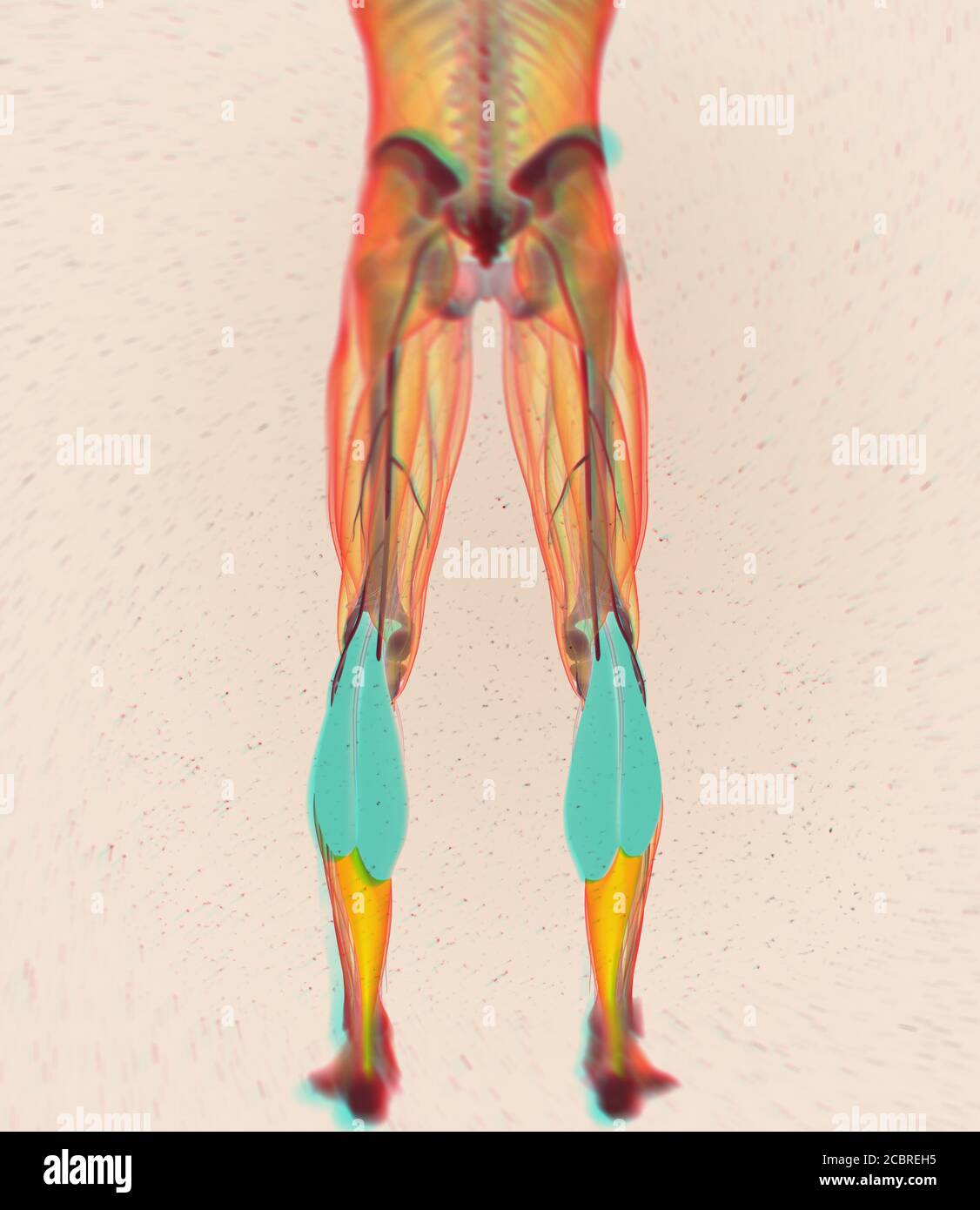 Anatomy illustration of Calf muscles, human anatomy, gastrocnemius. 3d ...