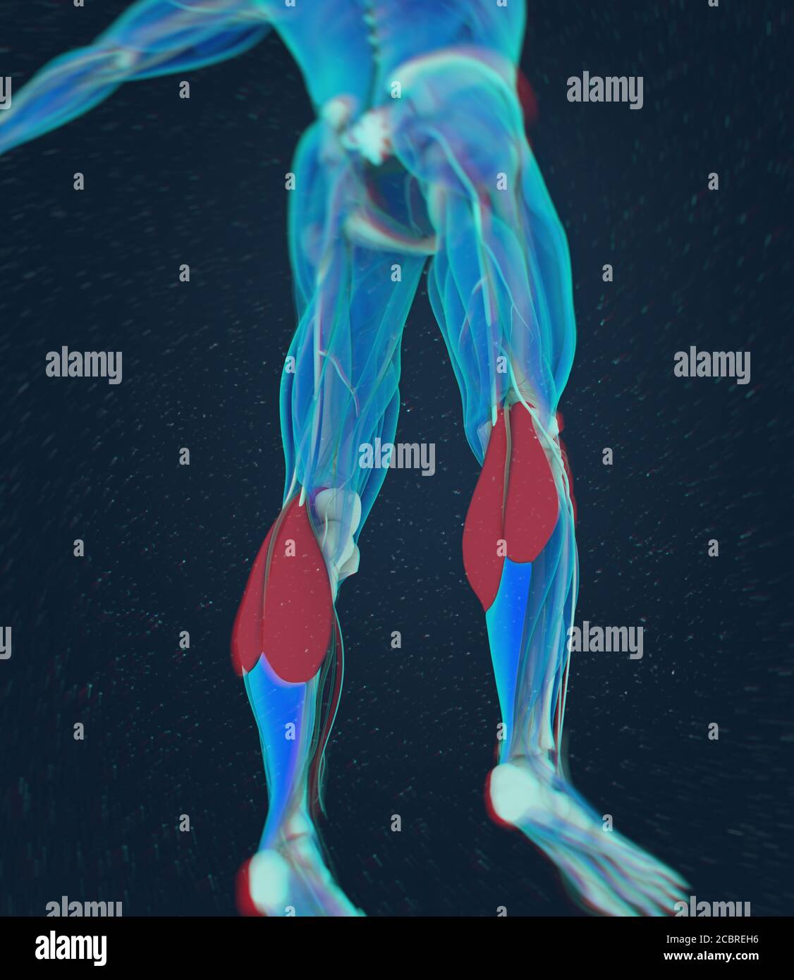 Anatomy illustration of Calf muscles, human anatomy, gastrocnemius. 3d ...