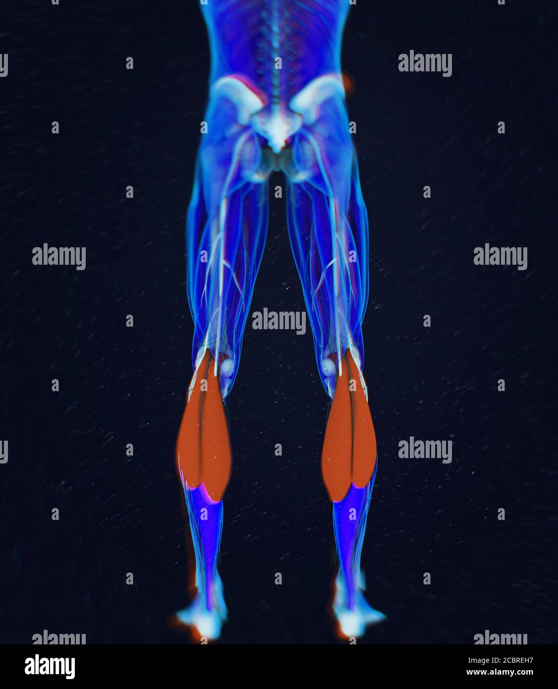 Anatomy illustration of Calf muscles, human anatomy, gastrocnemius. 3d ...