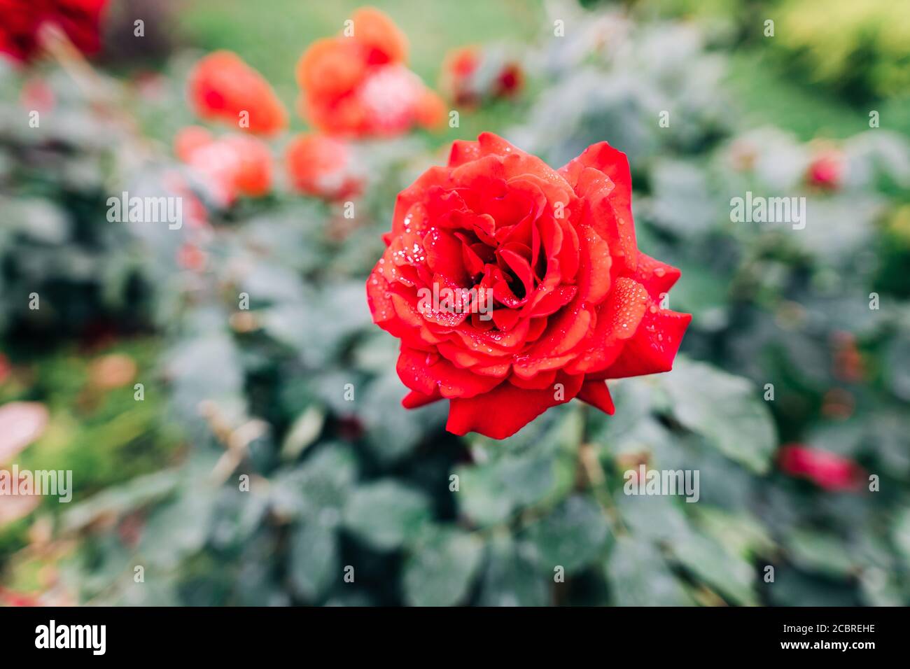 Beautiful red roses water drops hi-res stock photography and images - Alamy
