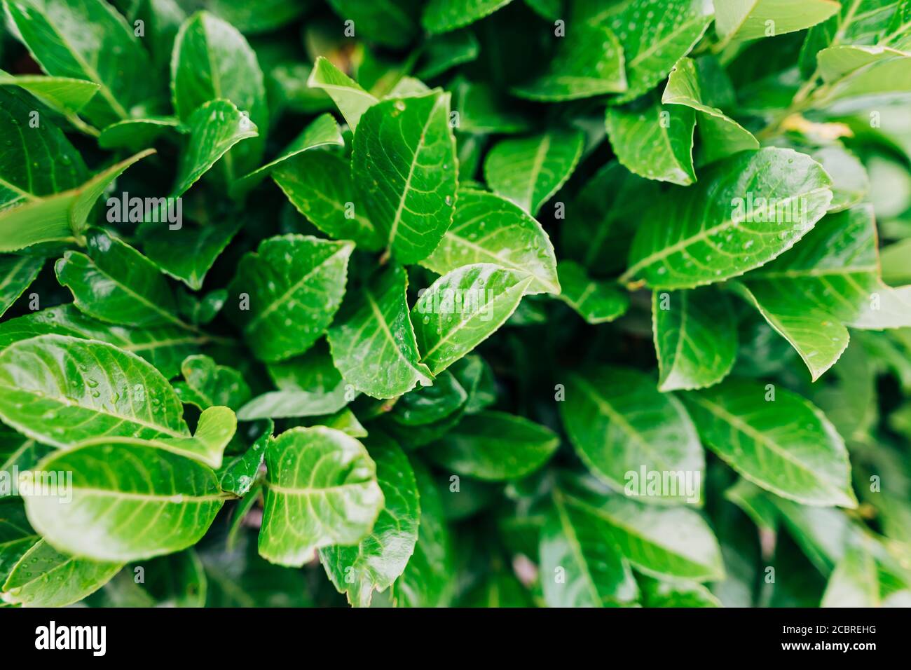 Lush green leaves hi-res stock photography and images - Alamy