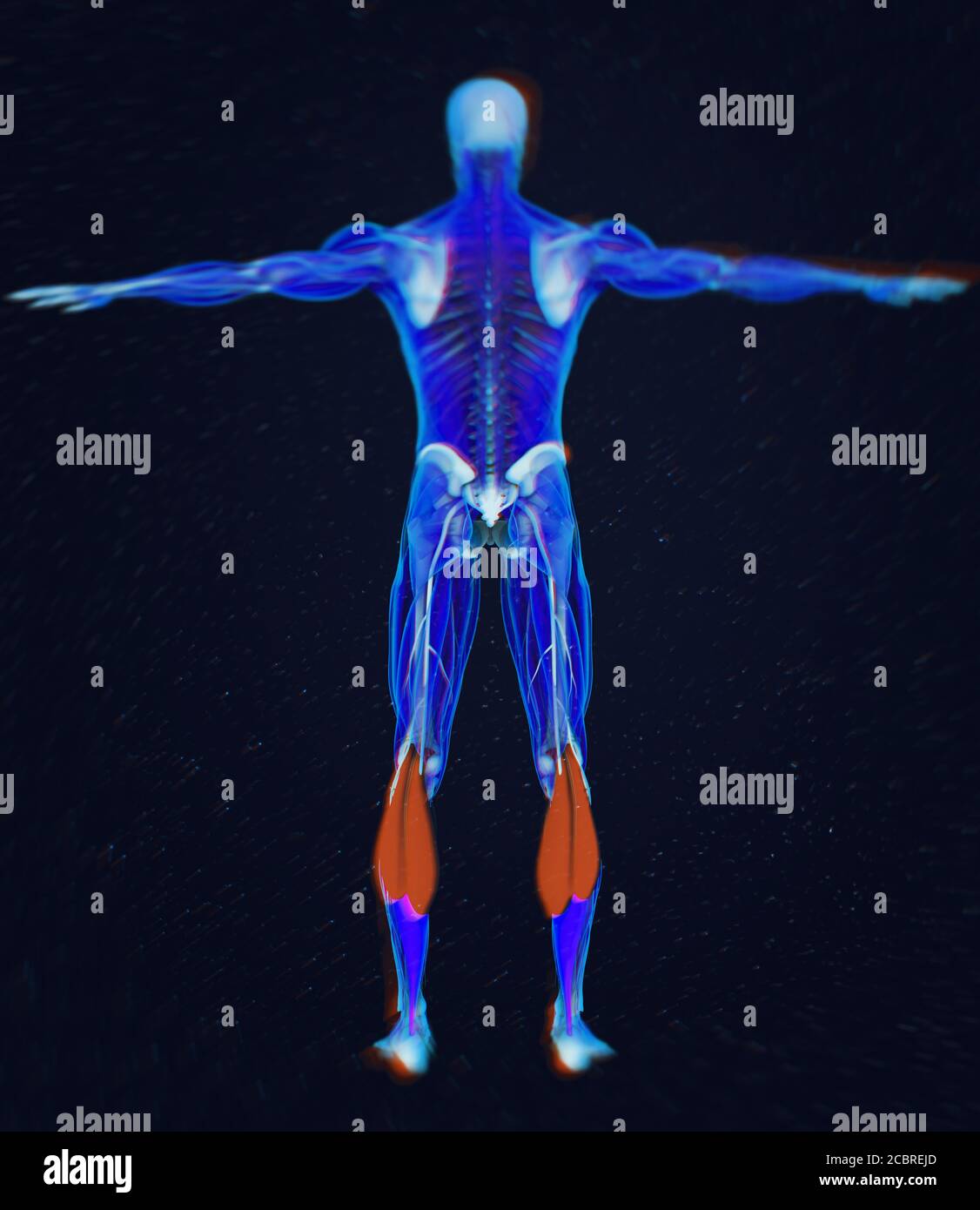 Anatomy Of Your Calf at Georgia Ramsey blog