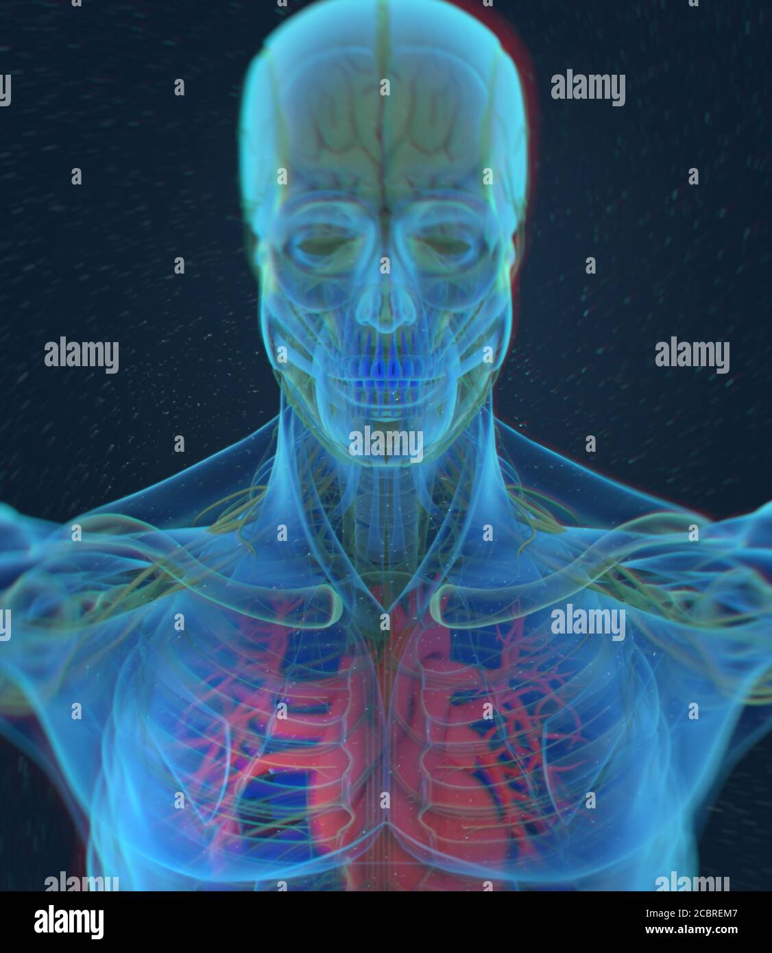 Anatomy illustration of heart inside body. 3D body. 3d illustration ...