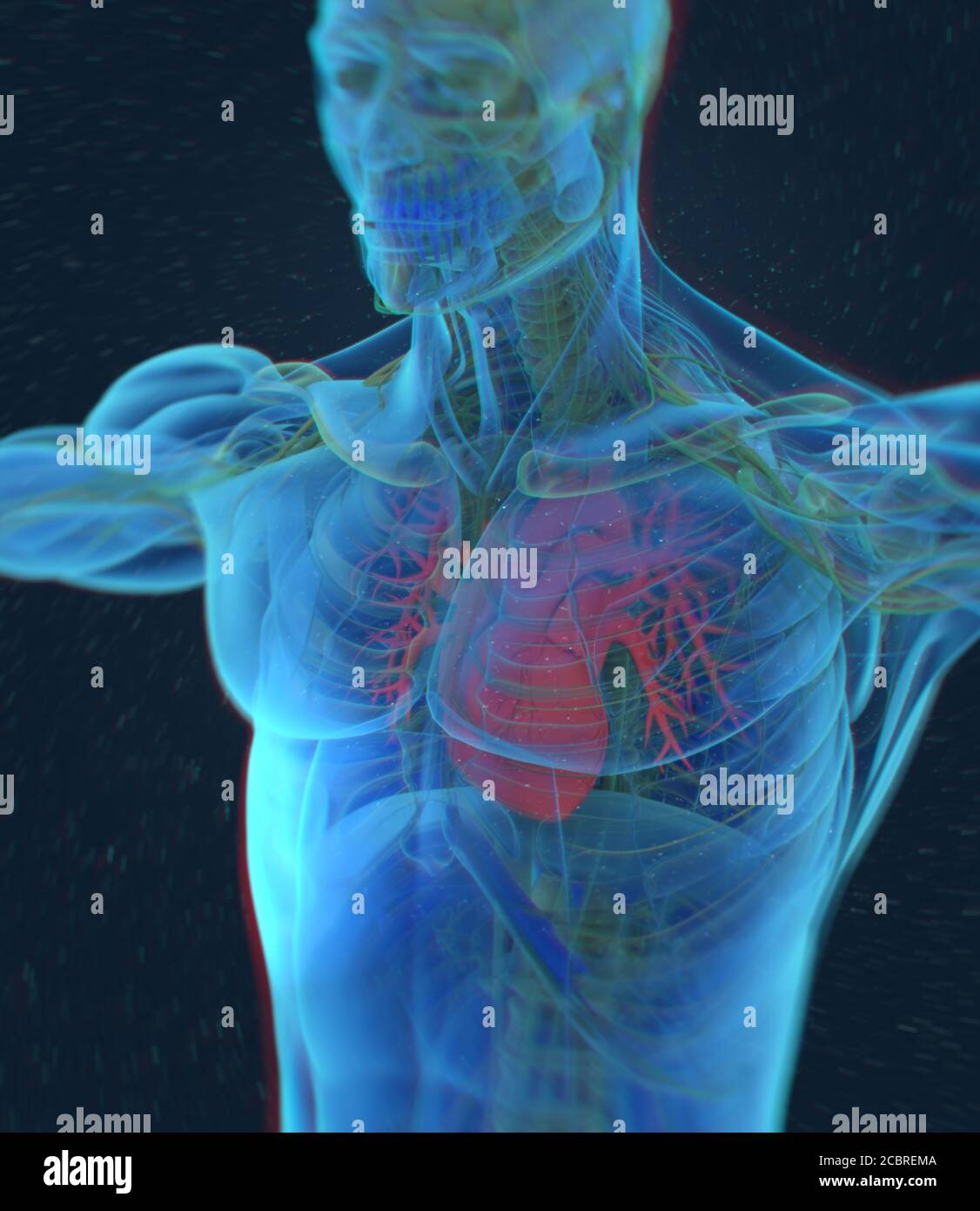 Man anatomy internal organs front hi-res stock photography and images ...