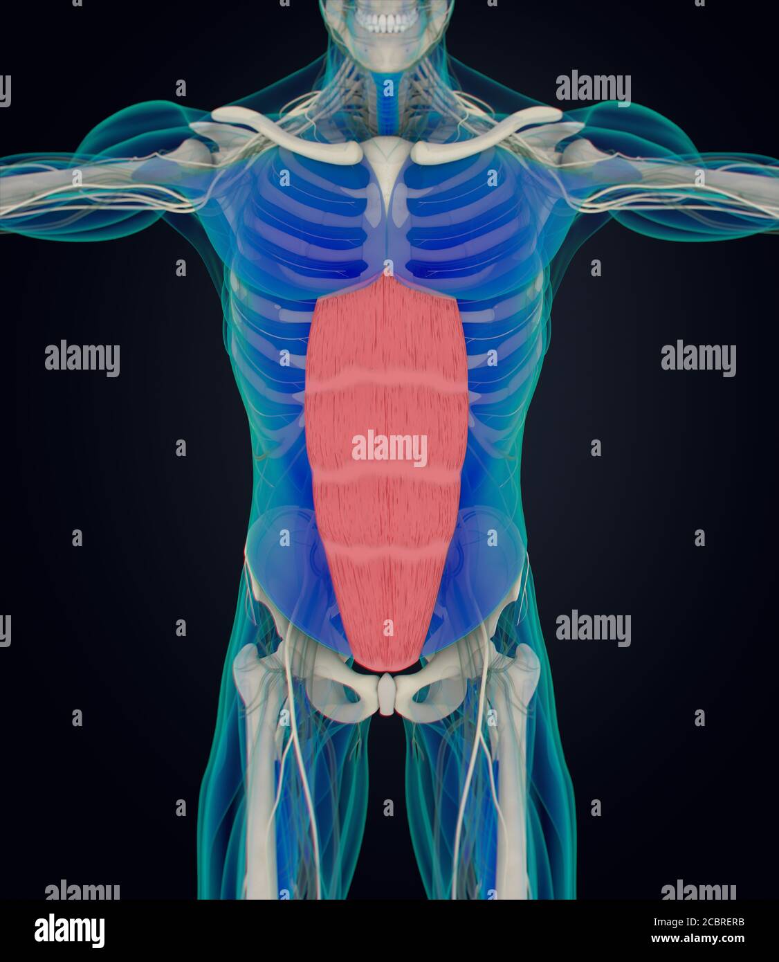 Medical anatomy muscle illustration of the rectus abdominis. 3d ...
