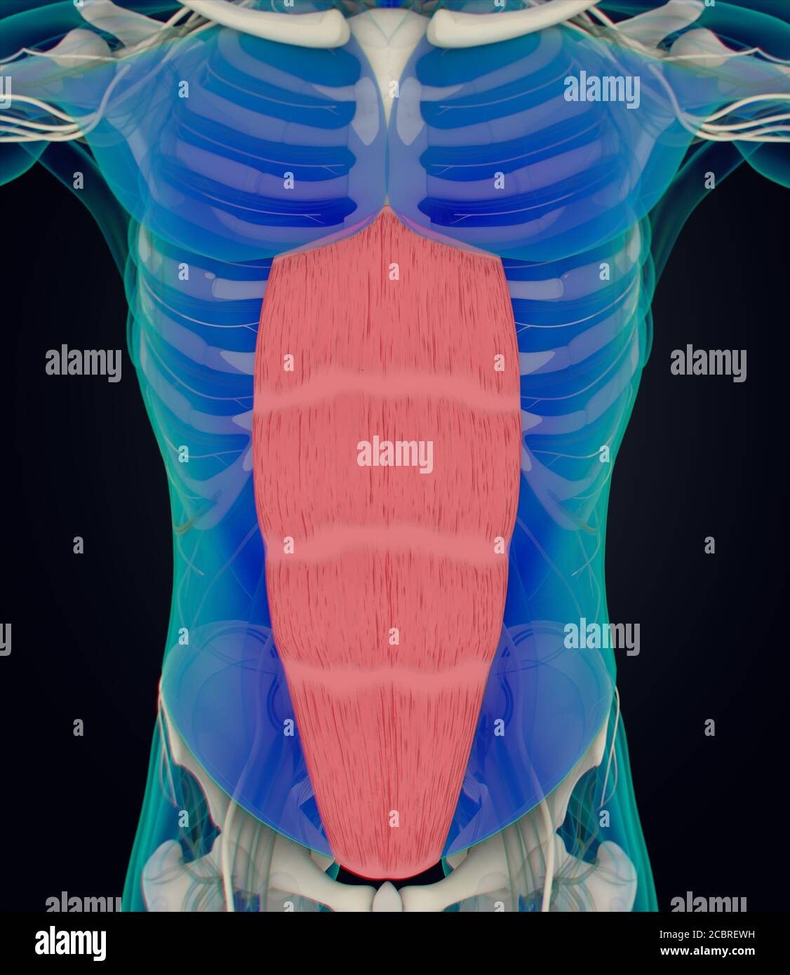 Medical anatomy muscle illustration of the rectus abdominis. 3d ...