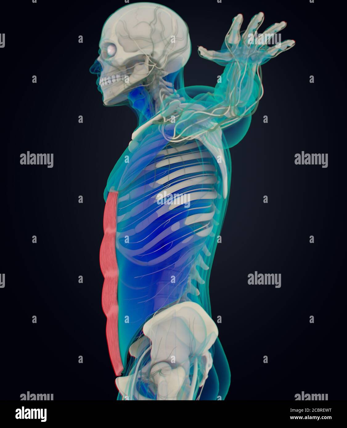 Medical anatomy muscle illustration of the rectus abdominis. 3d ...