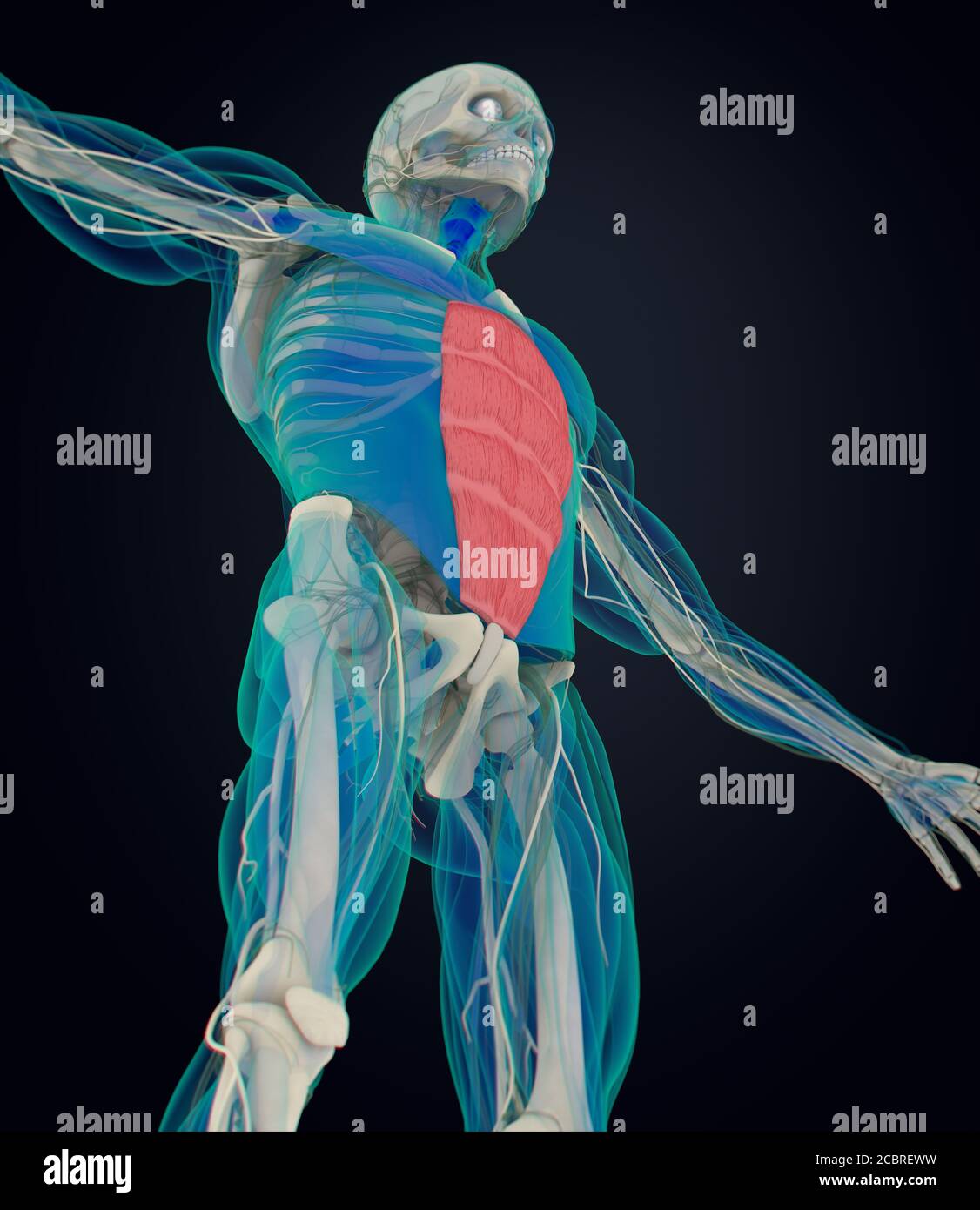 Medical anatomy muscle illustration of the rectus abdominis. 3d ...