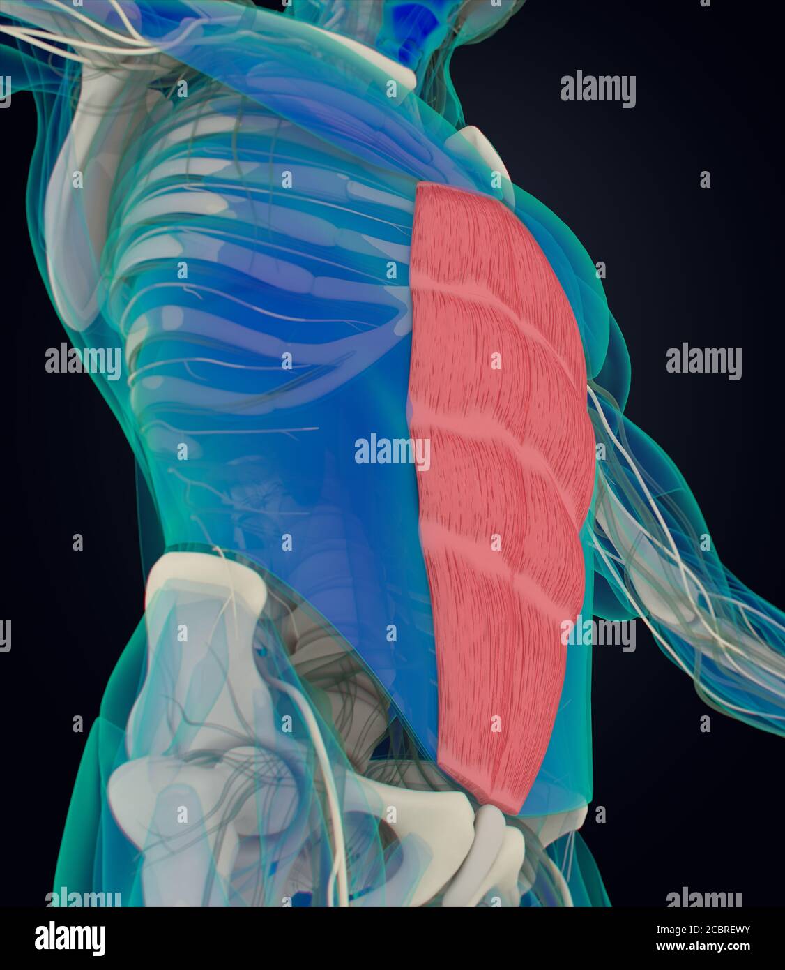 Medical anatomy muscle illustration of the rectus abdominis. 3d ...