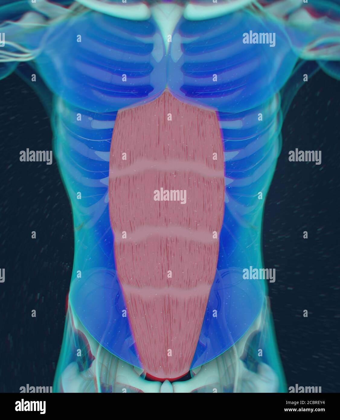 Medical anatomy muscle illustration of the rectus abdominis. 3d ...