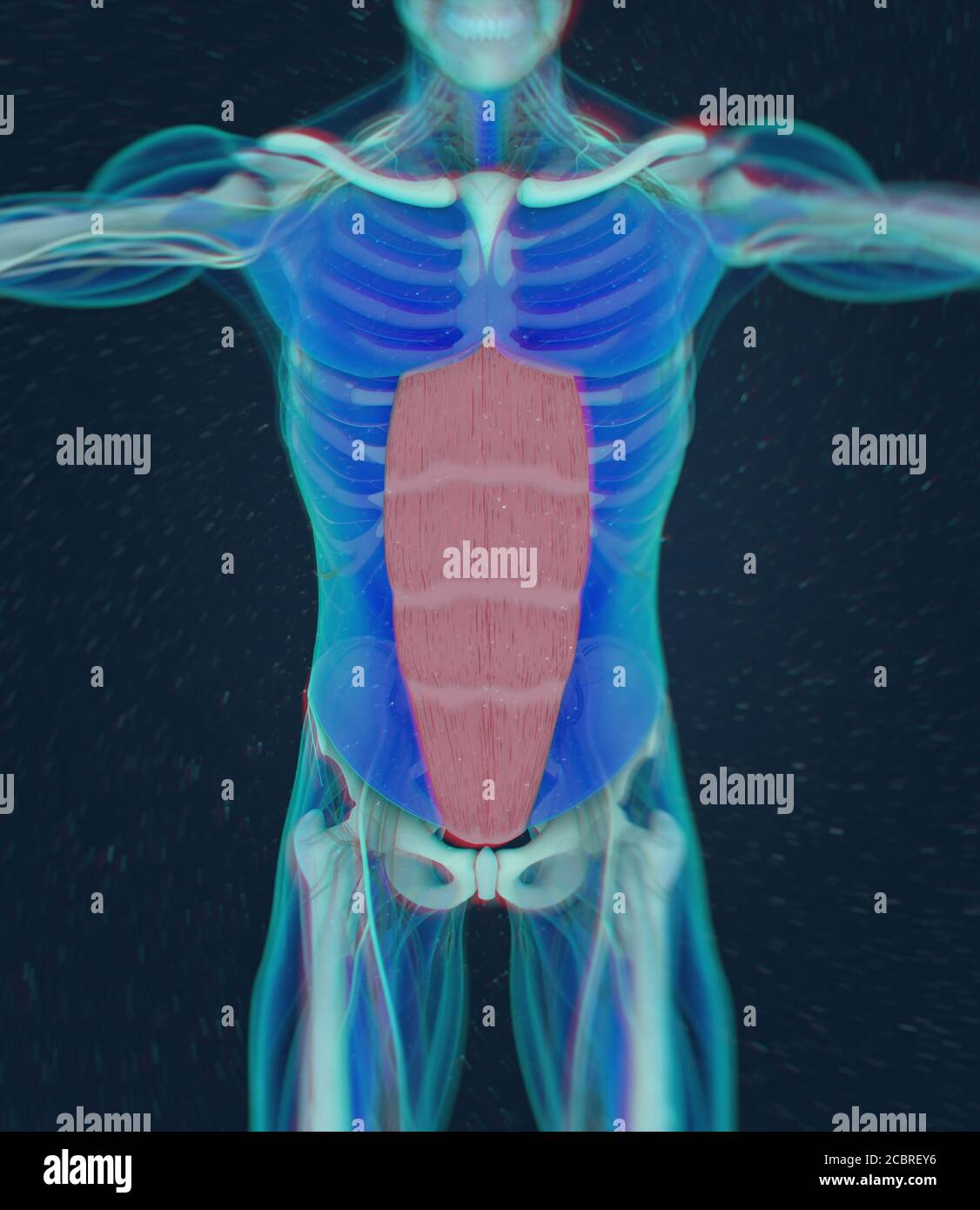 Medical anatomy muscle illustration of the rectus abdominis. 3d ...