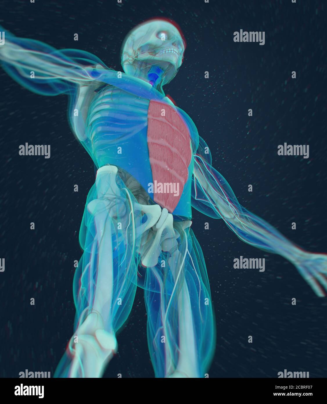 Medical anatomy muscle illustration of the rectus abdominis. 3d ...