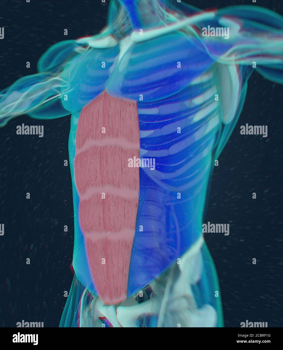 Medical anatomy muscle illustration of the rectus abdominis. 3d ...