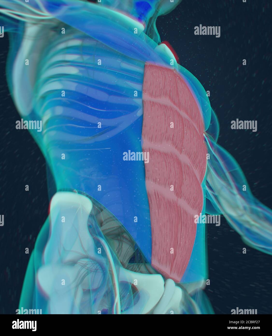 Medical anatomy muscle illustration of the rectus abdominis. 3d ...
