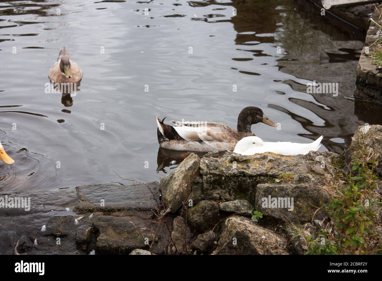 Birds at Greeb Farm, Land's End, Cornwall Stock Photo - Alamy