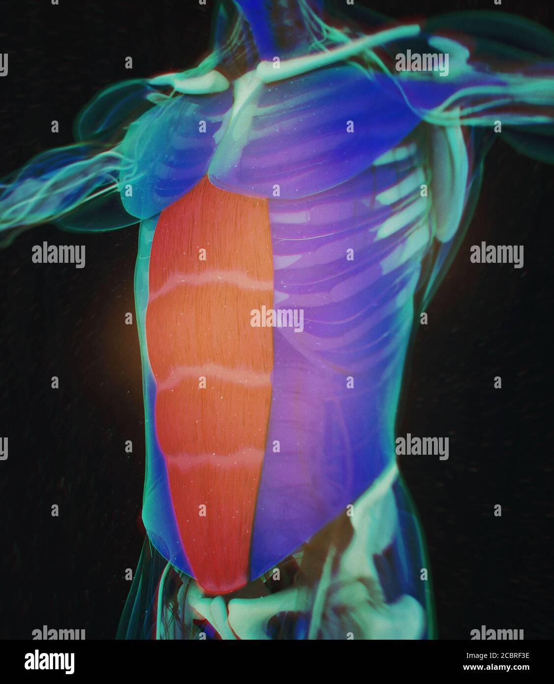 Abdominal Rectus Muscle High Resolution Stock Photography and Images ...