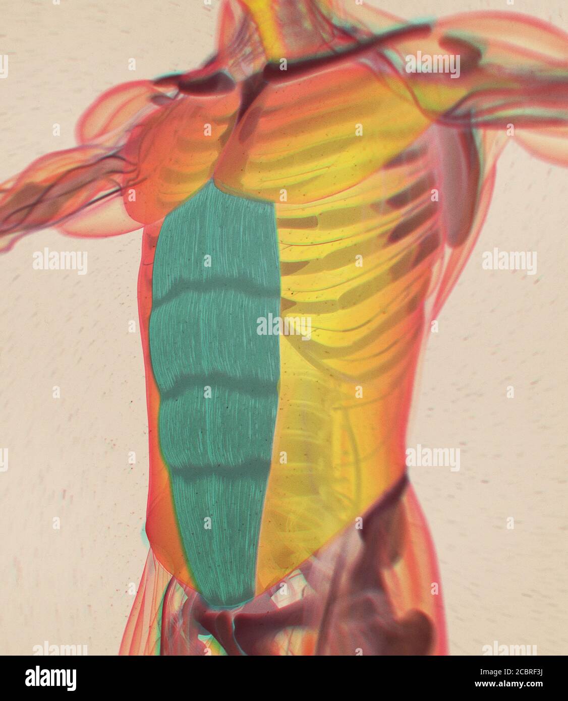 Medical anatomy muscle illustration of the rectus abdominis. 3d ...