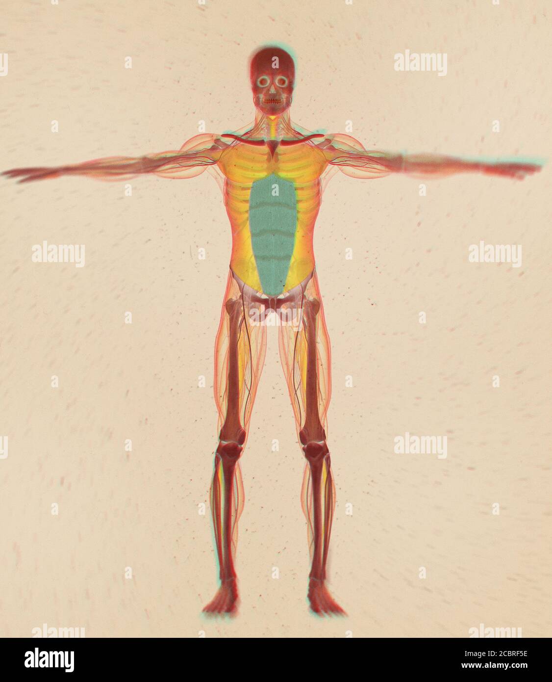 Medical anatomy muscle illustration of the rectus abdominis. 3d ...