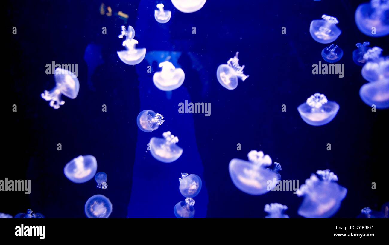 little jellyfish, swimming in the sea Stock Photo - Alamy
