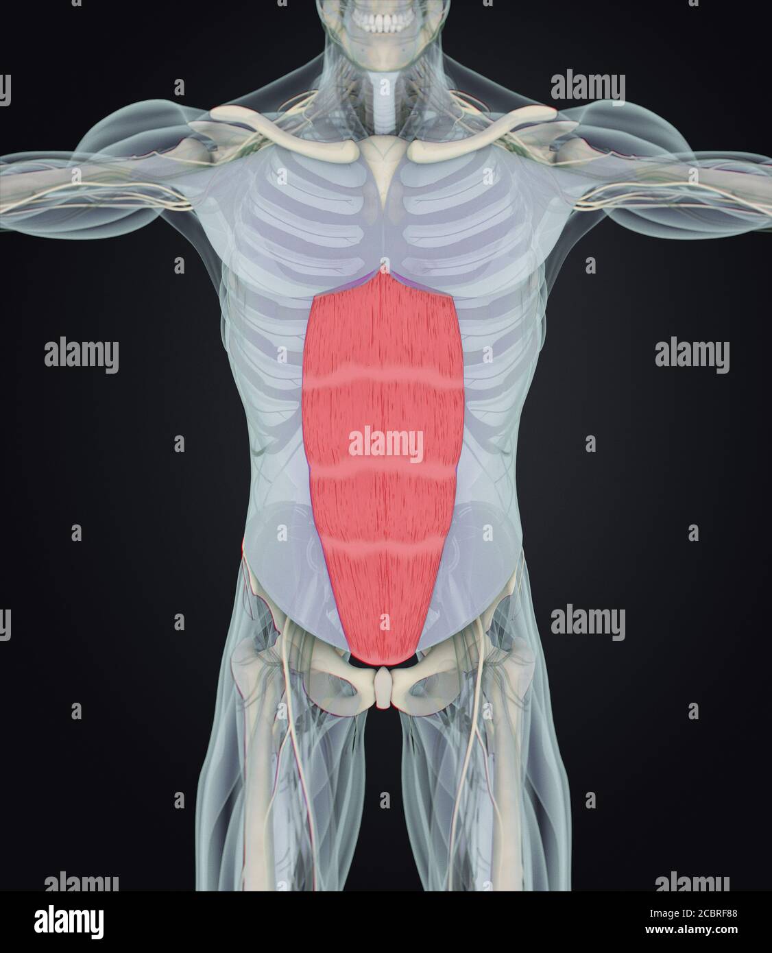 Abdominal Rectus Muscle High Resolution Stock Photography and Images ...
