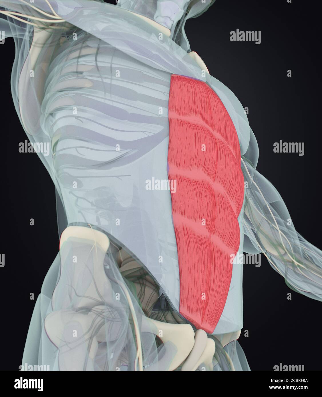 Abdominal rectus muscle hi-res stock photography and images - Alamy