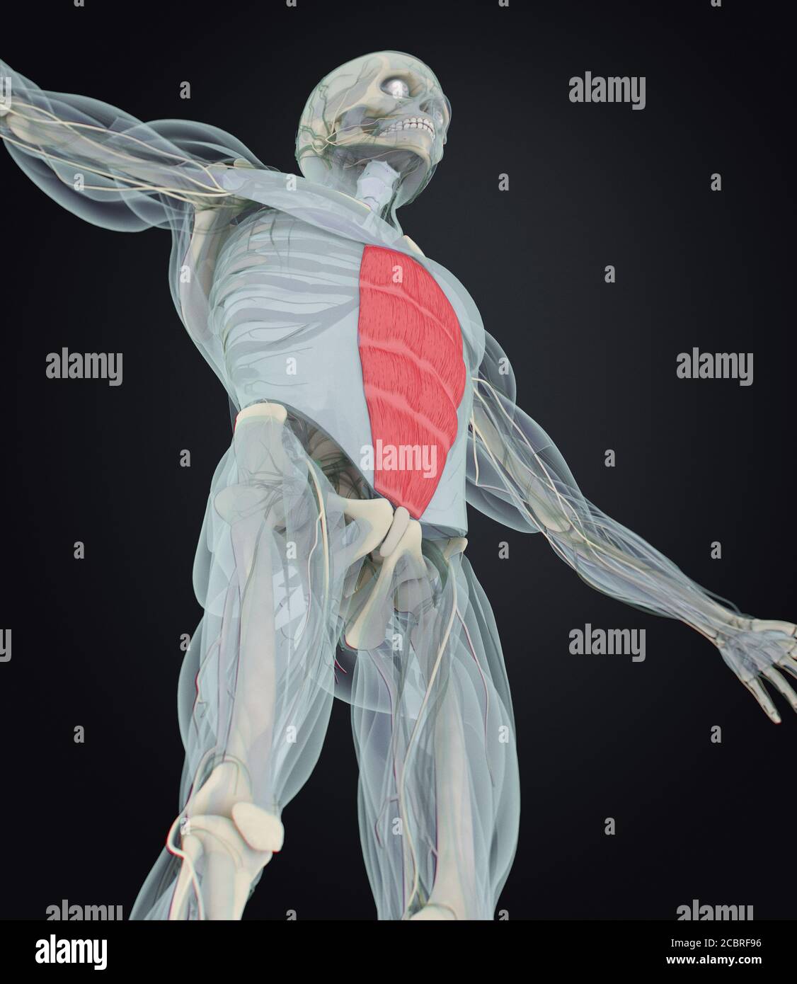 Abdominal Rectus Muscle High Resolution Stock Photography and Images ...