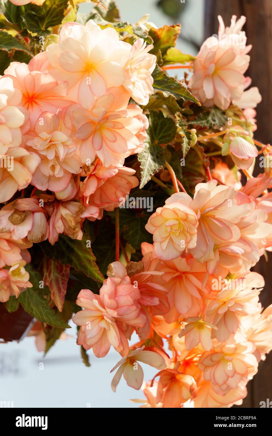 Delicate pink begonia flowers hanging from a flower pot Stock Photo - Alamy