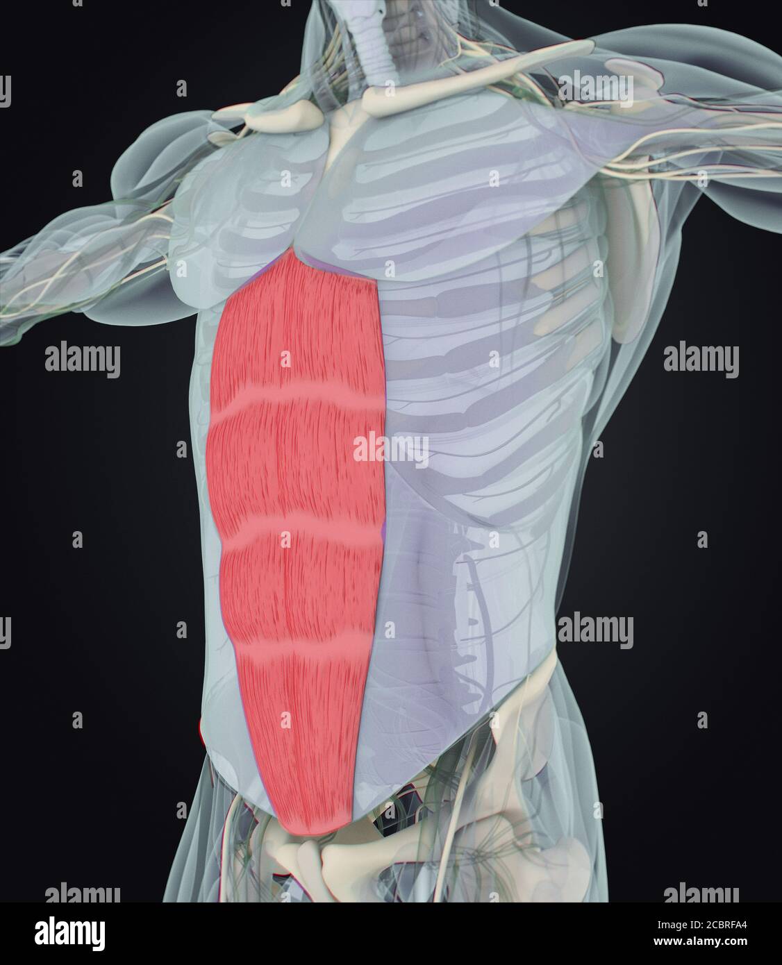 Medical anatomy muscle illustration of the rectus abdominis. 3d ...