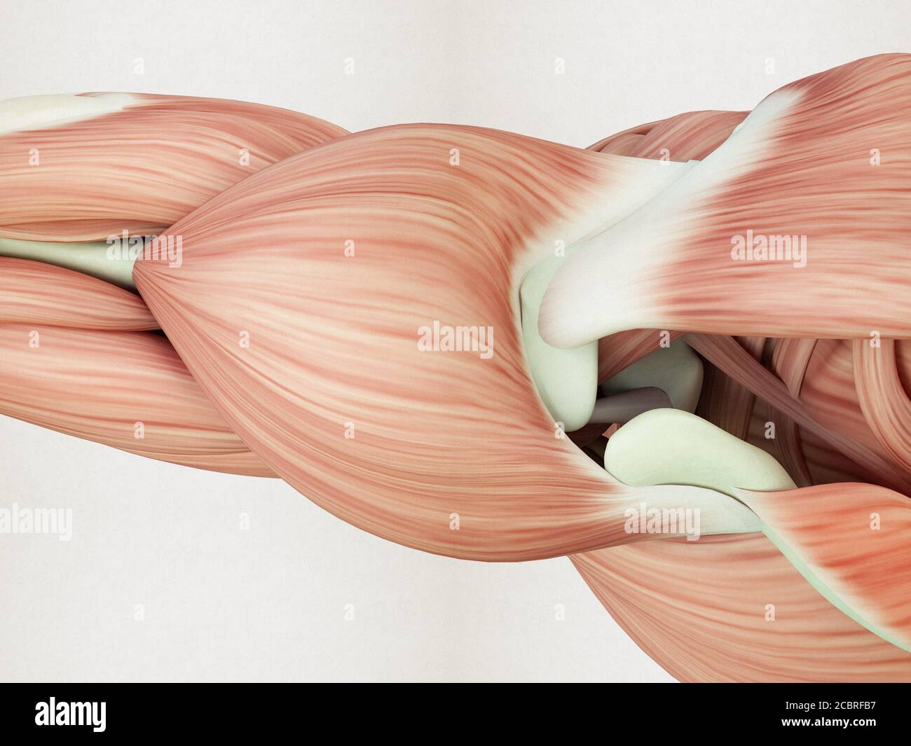 Human anatomy. Shoulder muscles, deltoid, 3d illustration Stock Photo ...