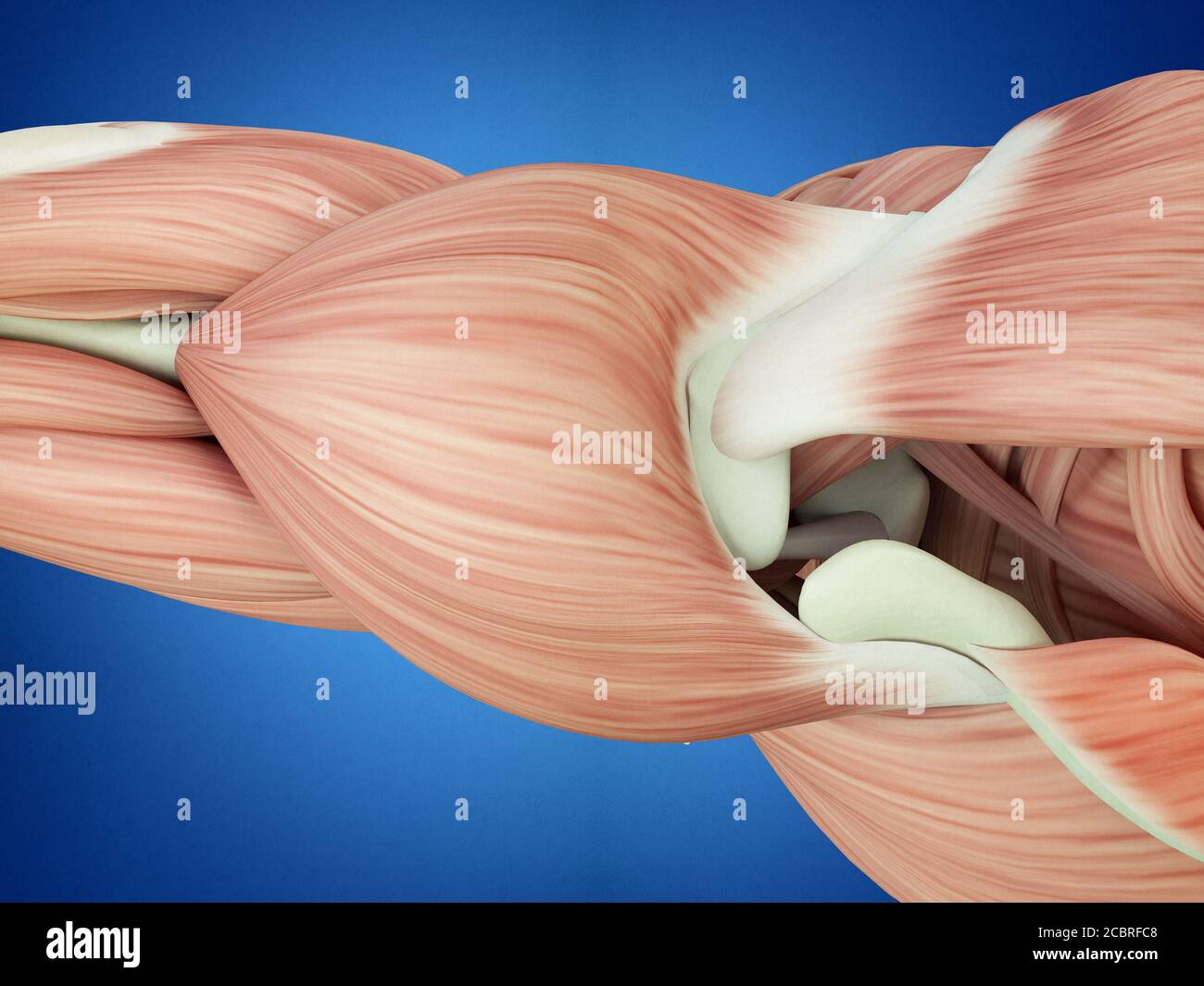 Human anatomy. Shoulder muscles, deltoid, 3d illustration Stock Photo ...