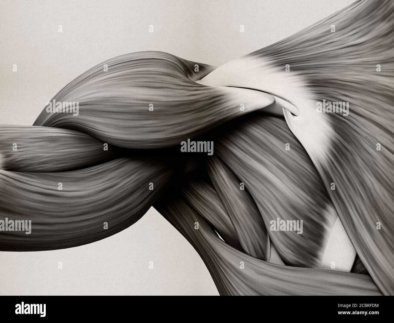Anatomy illustration of human shoulder muscles Stock Photo - Alamy