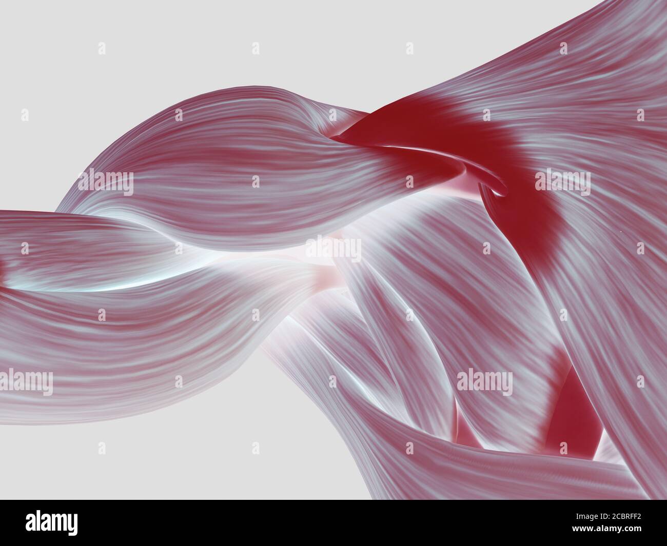 Anatomy illustration of human shoulder muscles Stock Photo - Alamy