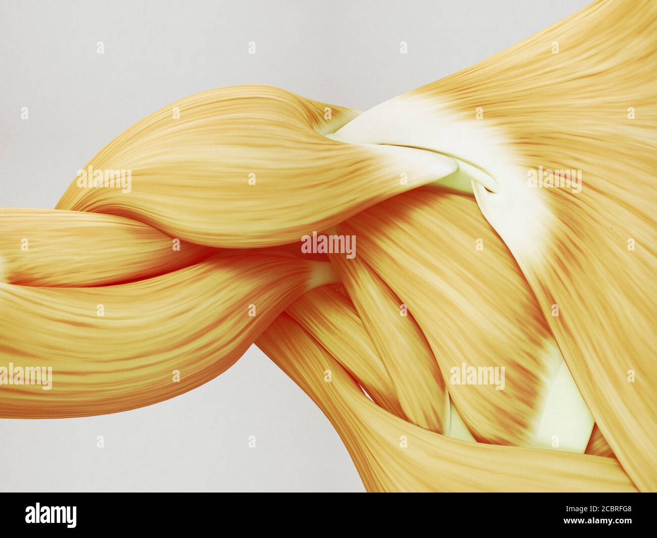 Anatomy illustration of human shoulder muscles Stock Photo - Alamy