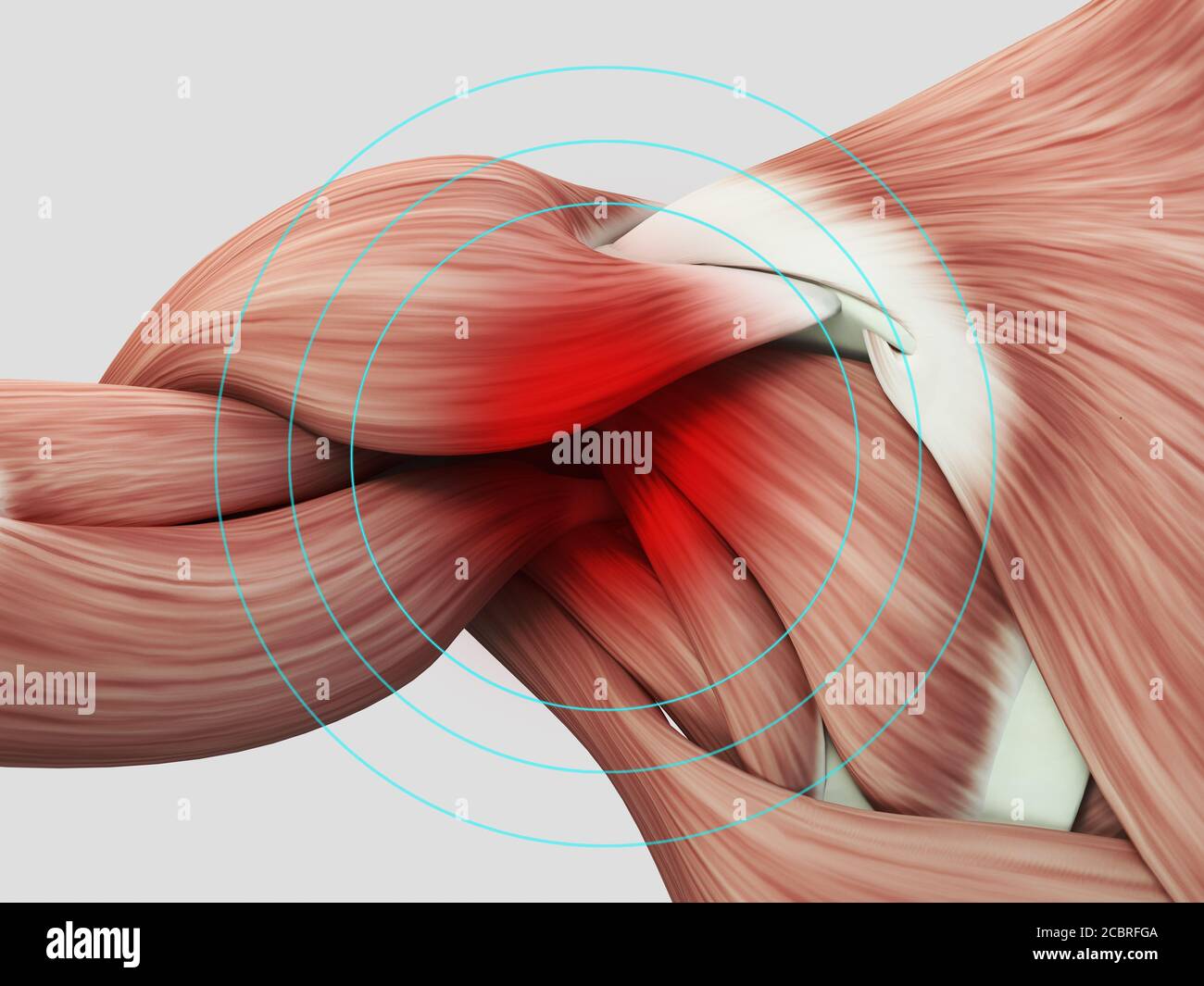 Anatomy illustration of human shoulder muscles Stock Photo - Alamy