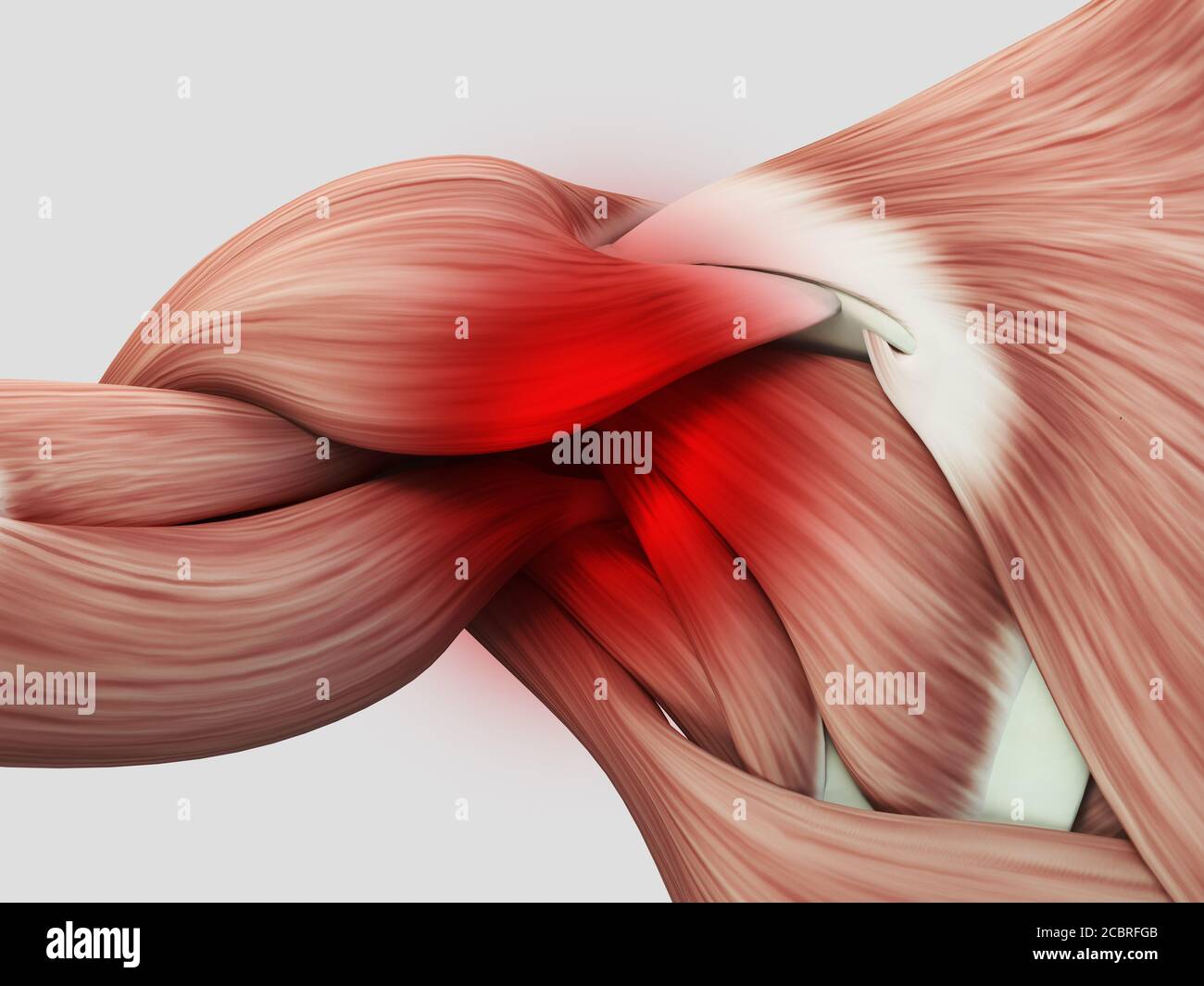 Anatomy illustration of human shoulder muscles Stock Photo - Alamy