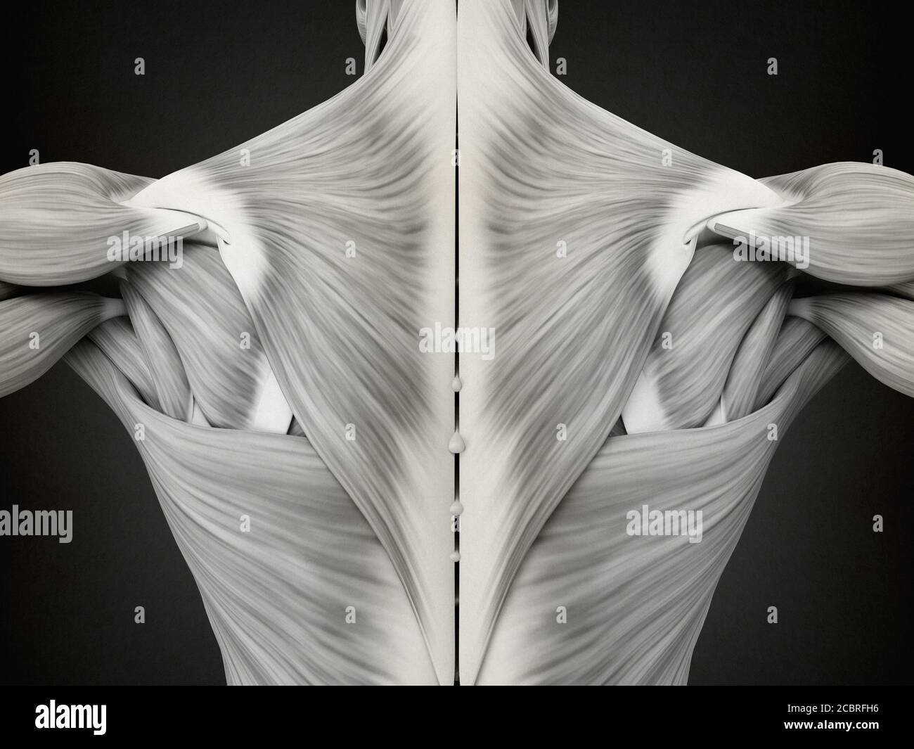 Human anatomy torso back muscles, pain left shoulder area. 3D ...