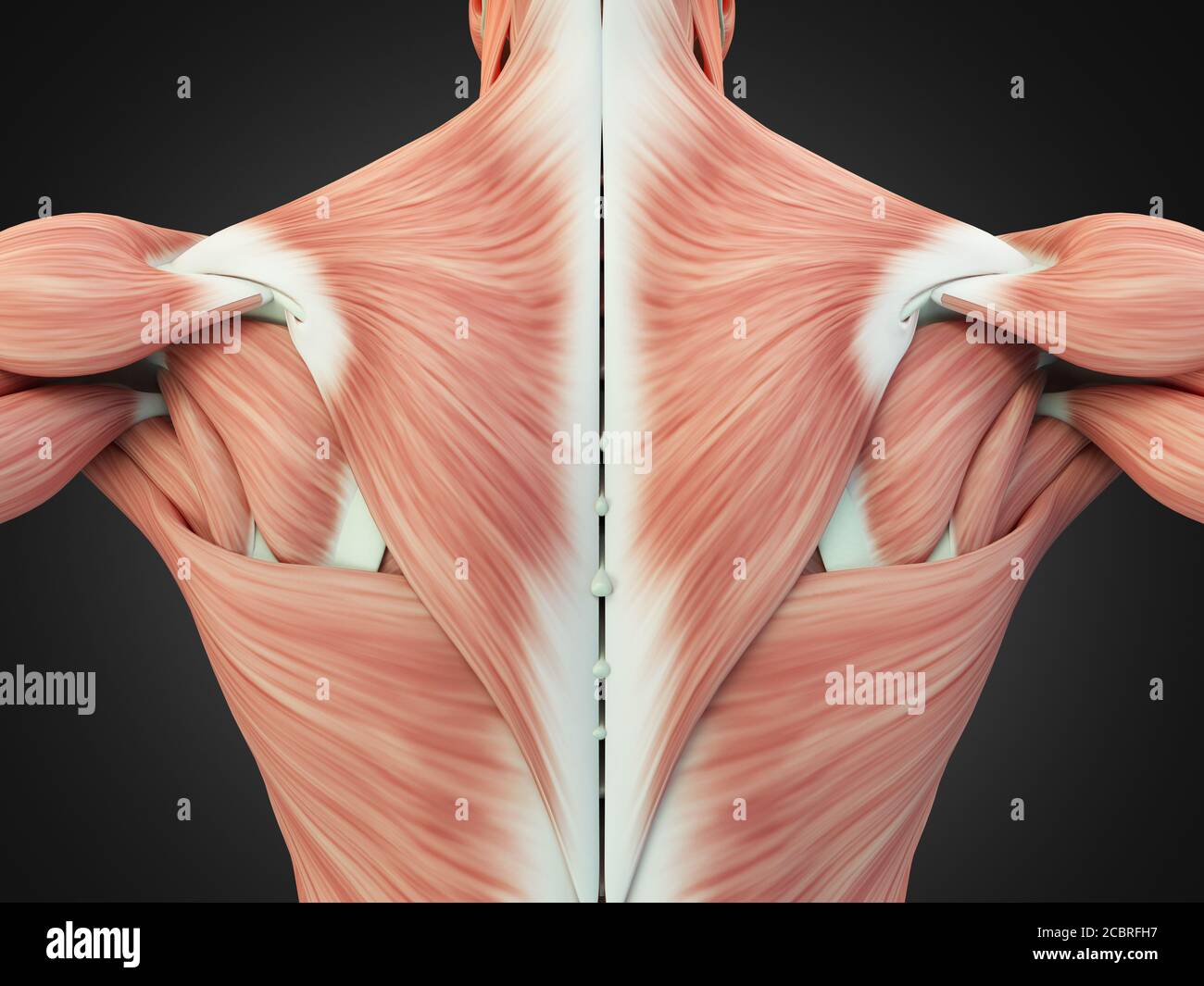 Shoulder Back Anatomy Understanding Shoulder Anatomy | CSOG