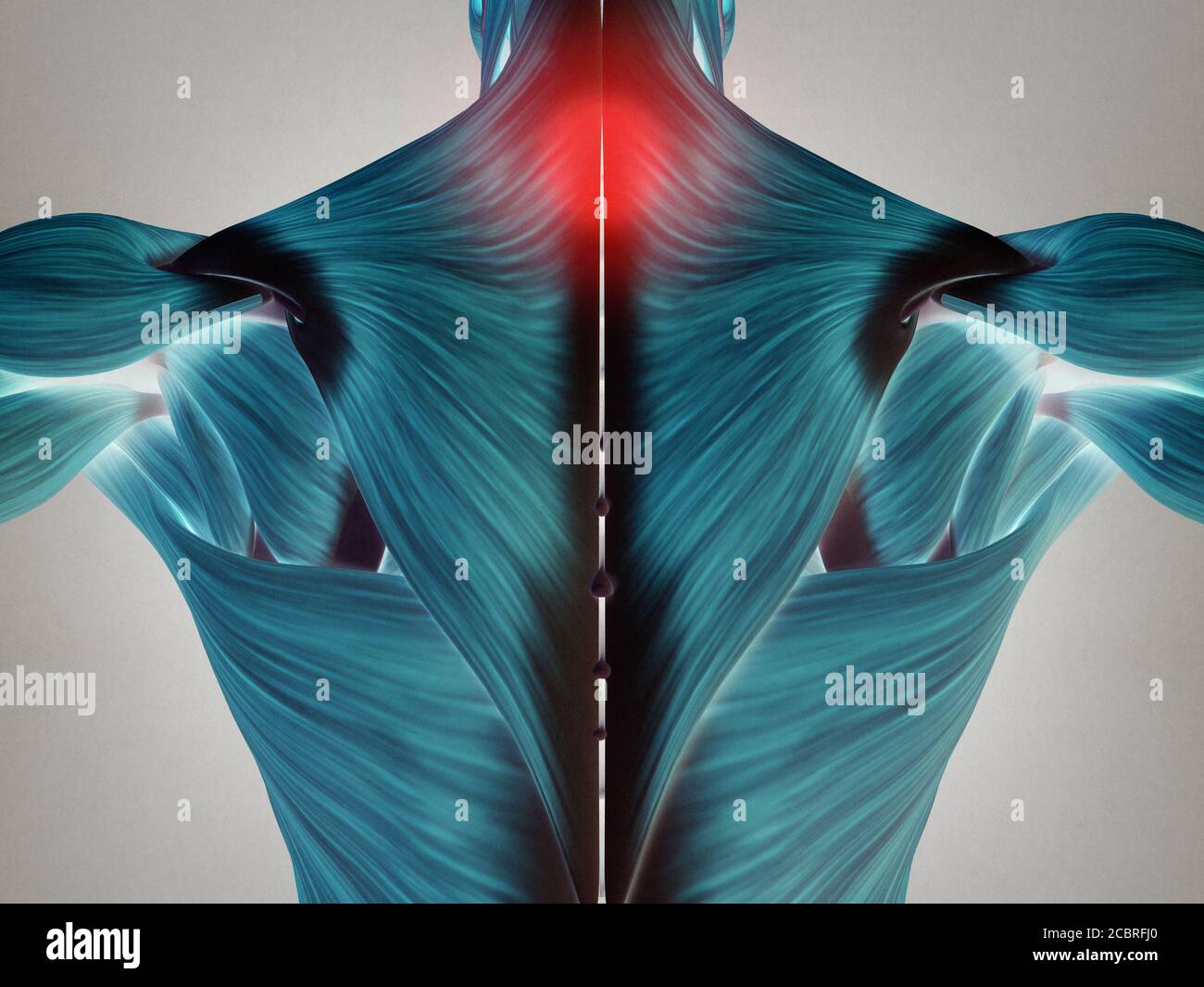 Human anatomy torso back muscles, pain left shoulder area. 3D ...