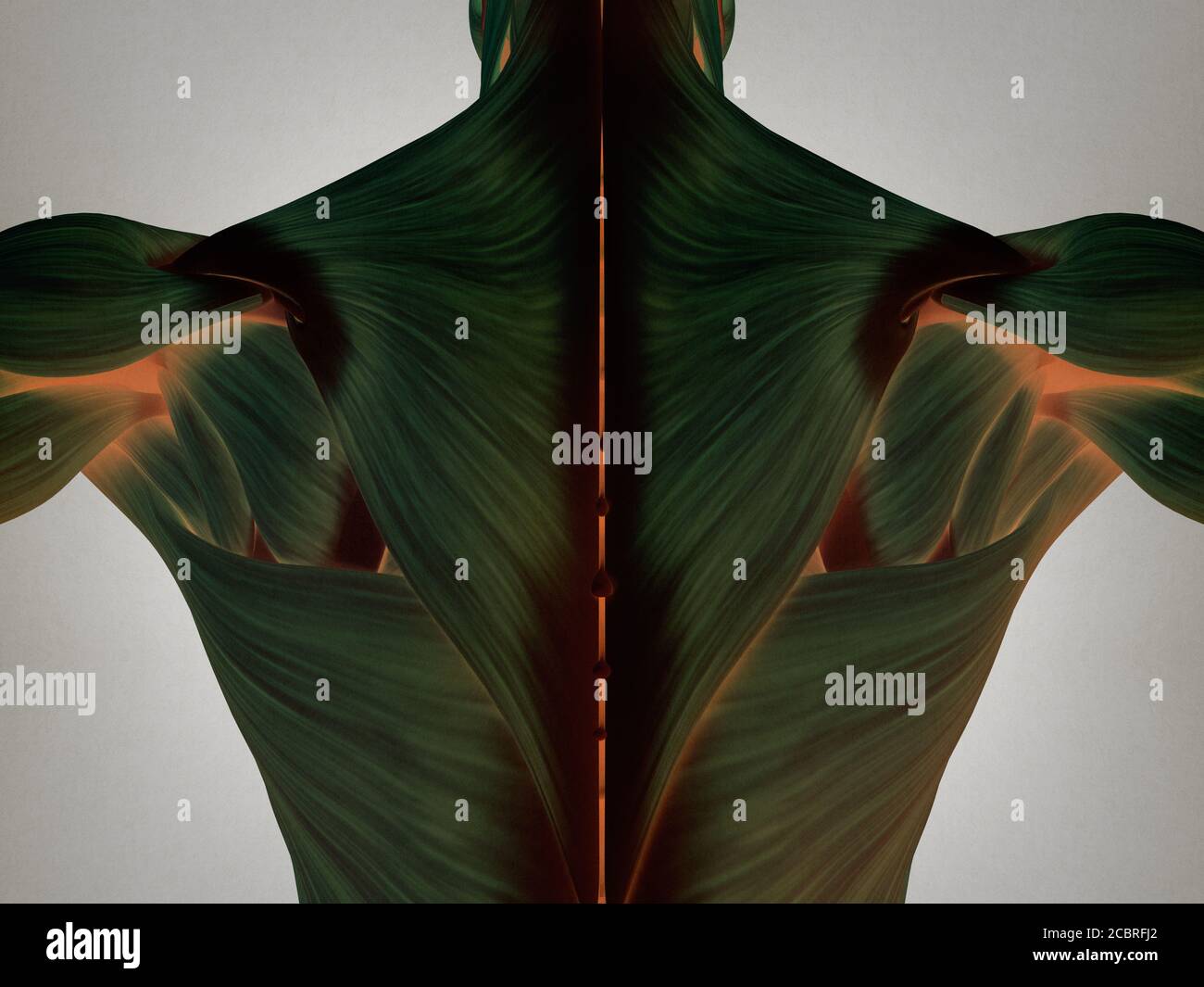Human anatomy torso back muscles, pain left shoulder area. 3D ...