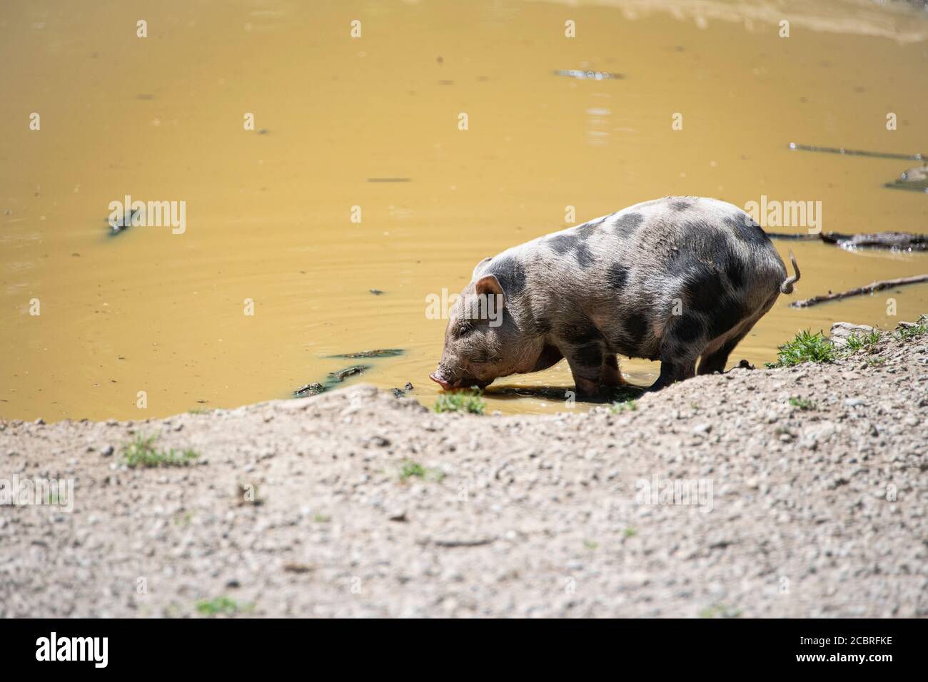 Hot water pig hi-res stock photography and images - Alamy